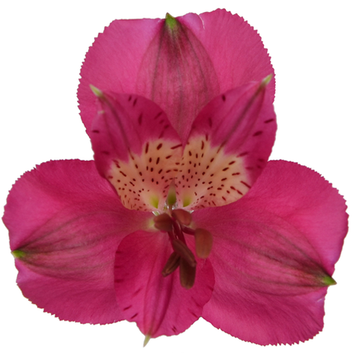 Alstro, Fuchsia – My Flower Stop