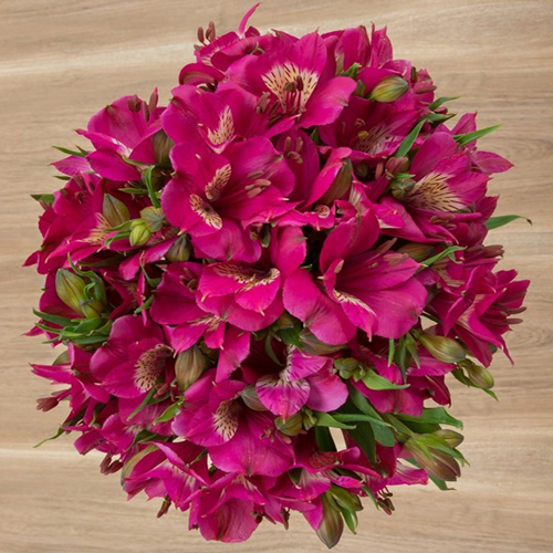 Alstro, Fuchsia – My Flower Stop