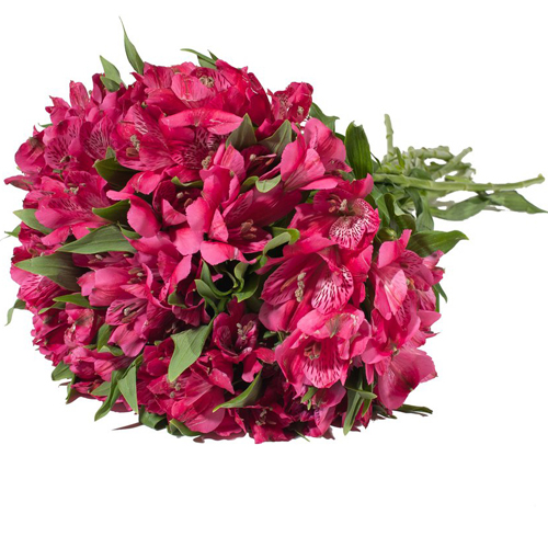 Alstro, Fuchsia – My Flower Stop