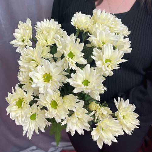 Daisy Spray, Butter Yellow – My Flower Stop