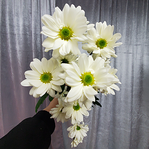 Daisy Spray, Butter Yellow – My Flower Stop