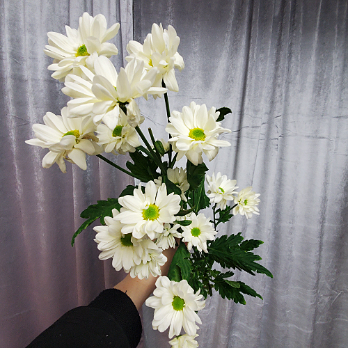 Daisy Spray, Butter Yellow – My Flower Stop