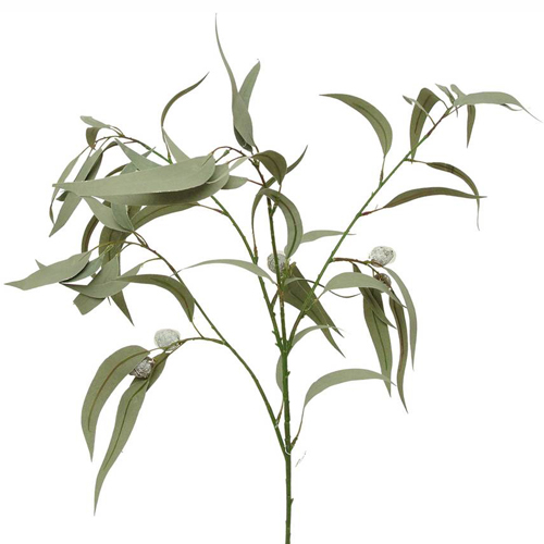 Feather Eucalyptus, Sold by Weight – My Flower Stop