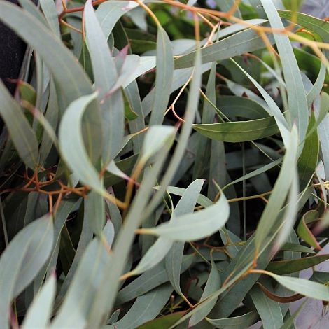 Feather Eucalyptus, Sold by Weight – My Flower Stop