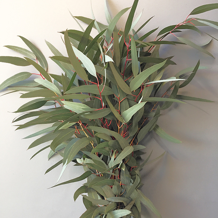 Feather Eucalyptus, Sold by Weight – My Flower Stop