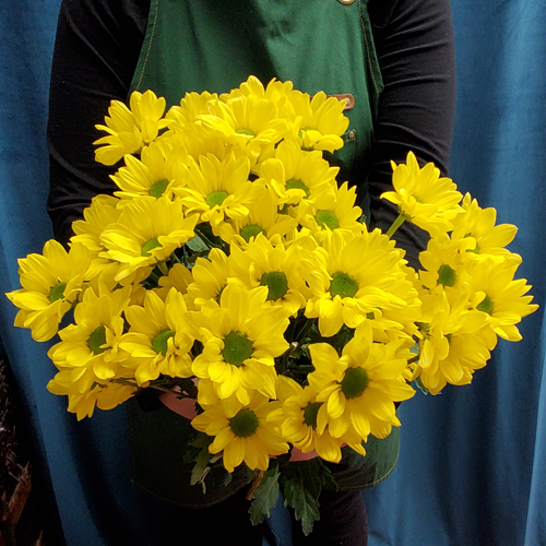 Daisy Spray, Sunshine Yellow – My Flower Stop